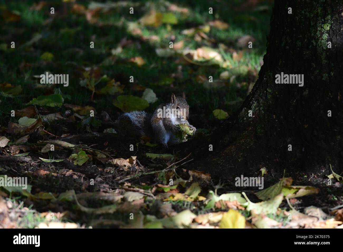 Grey Squirrel Sciurus carolinensis in Scottish woodland Stock Photo - Alamy