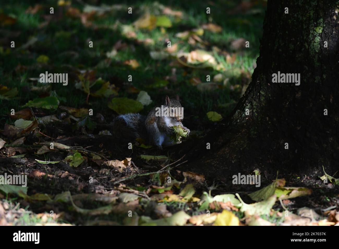 Squirrels scampering in leaves hi-res stock photography and images - Alamy