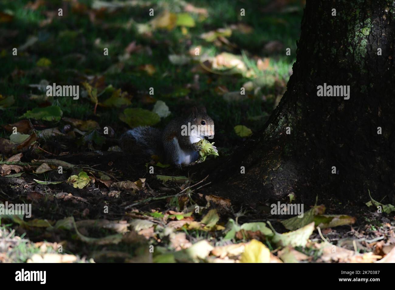 Squirrels scampering in leaves hi-res stock photography and images - Alamy