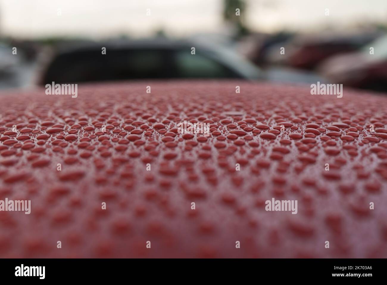 Closeup wet red car paint surface with hydrophobic ceramic coating ...