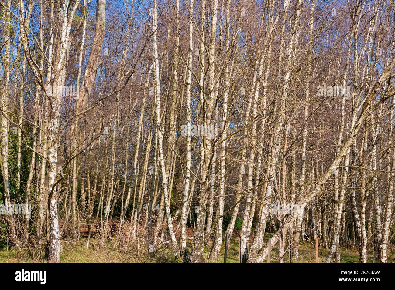 Birch trees garden uk hi-res stock photography and images - Alamy