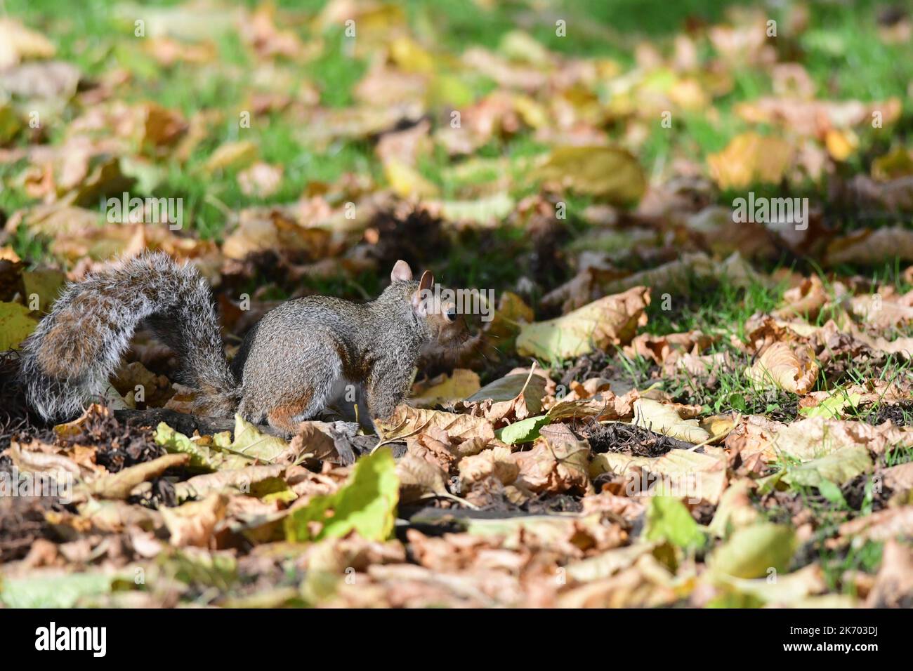 Grey Squirrel Sciurus carolinensis in Scottish woodland Stock Photo - Alamy