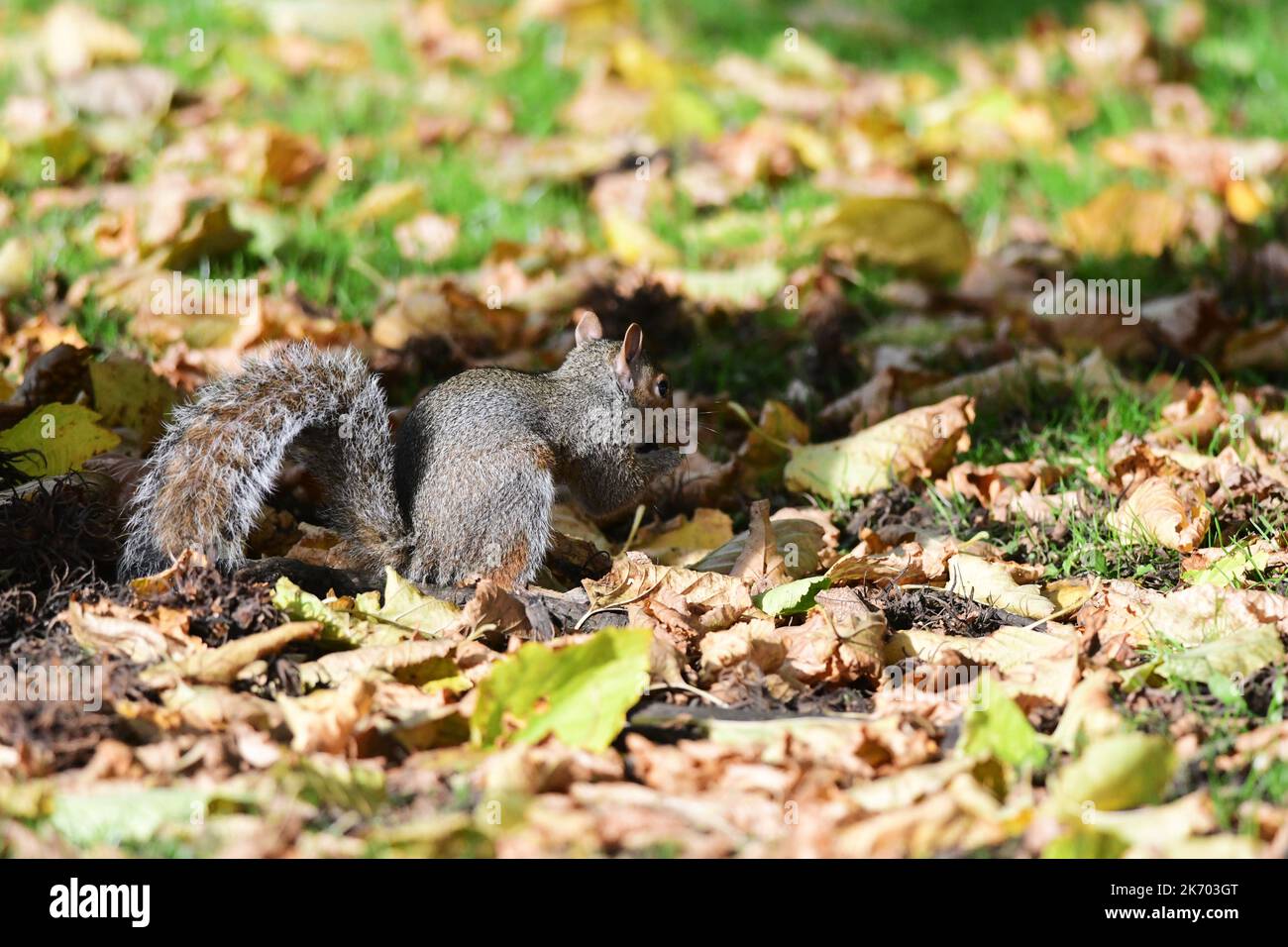 Grey Squirrel Sciurus carolinensis in Scottish woodland Stock Photo - Alamy