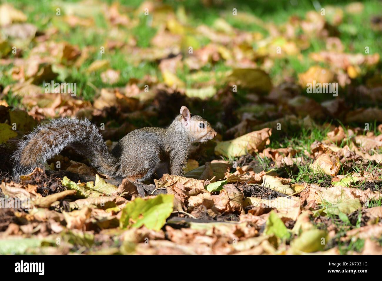Squirrels scampering in leaves hi-res stock photography and images - Alamy