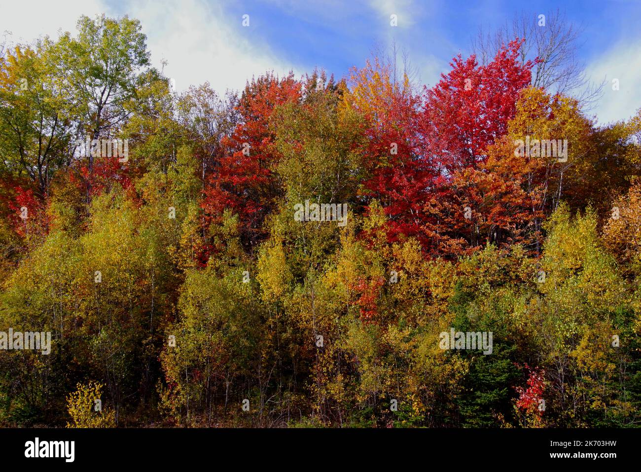 Fall Colours on the treeline in central New Brunswick Stock Photo - Alamy