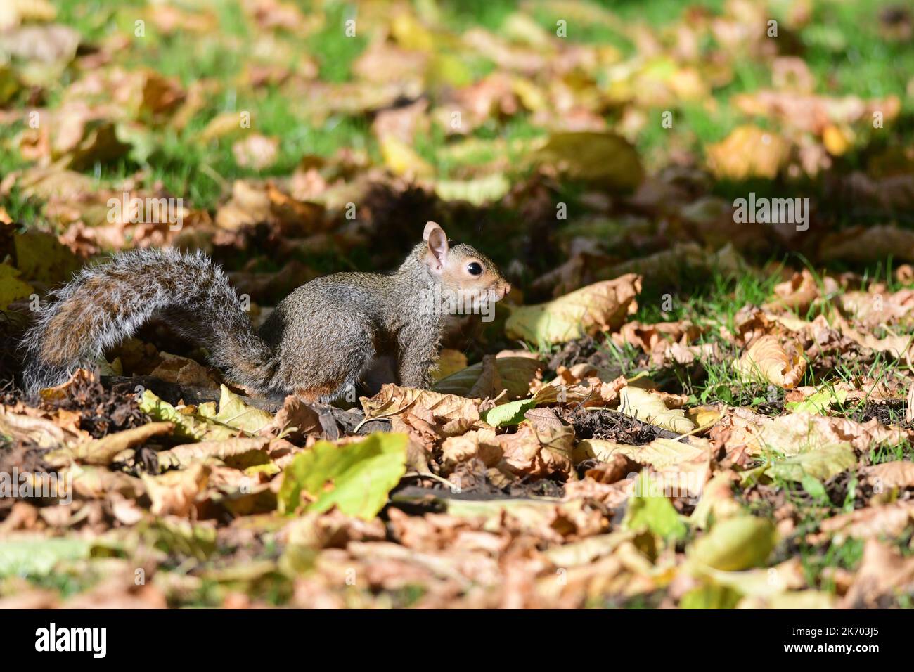 Grey Squirrel Sciurus carolinensis in Scottish woodland Stock Photo - Alamy