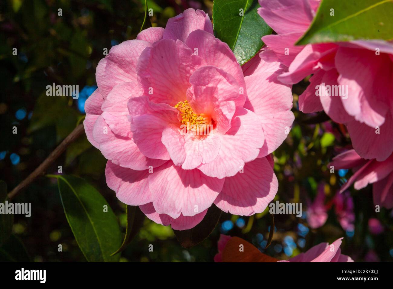 Spring-flowering pink camellia flower: Leonardslee Gardens, West Sussex ...