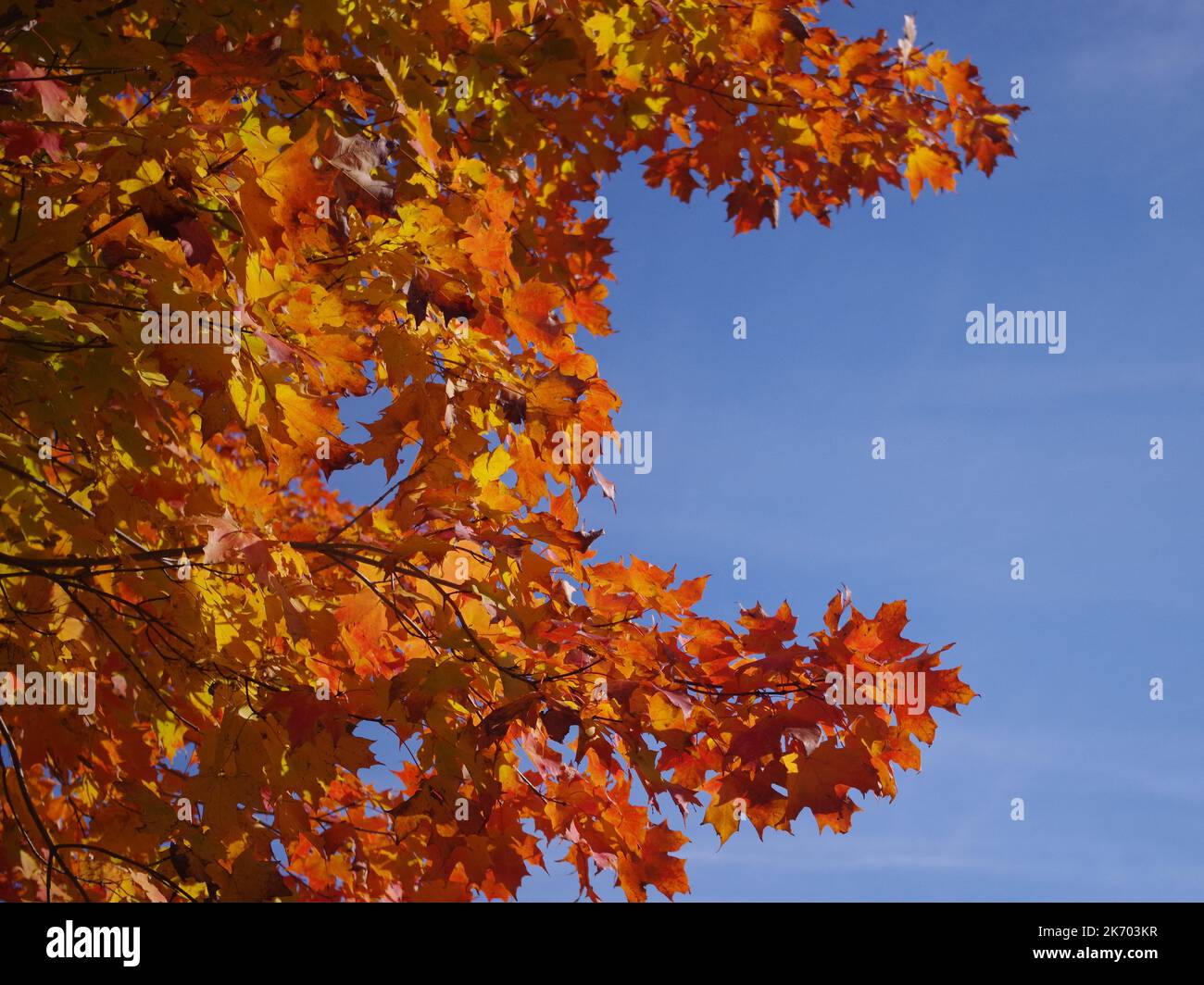 Fall foliage new brunswick hi-res stock photography and images - Alamy