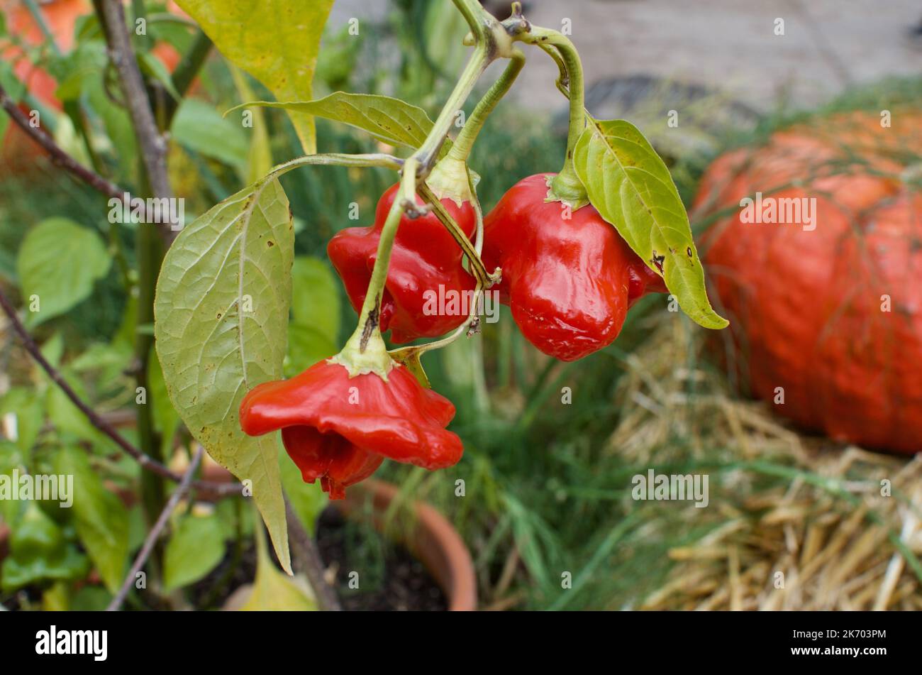 Hot peppers caribbean farmer hi-res stock photography and images - Alamy