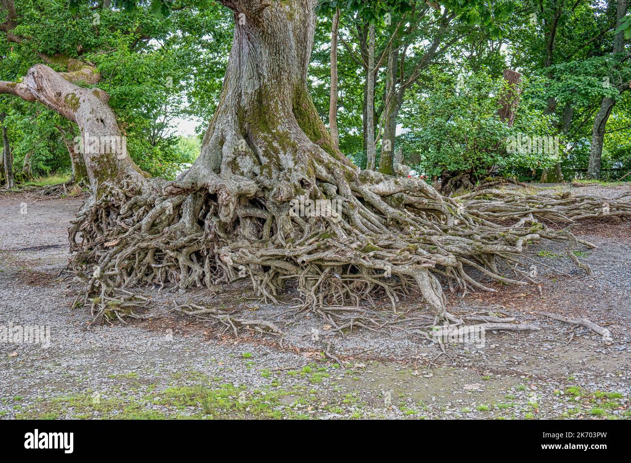 Exposed tree roots showing the effects of soil erosion Stock Photo - Alamy