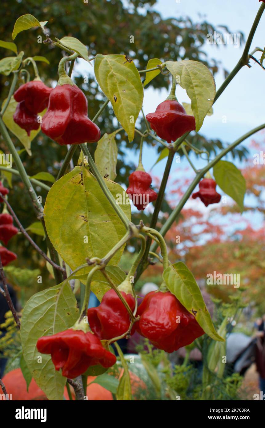 red peppers grown in garden and pumpkin in season - england Stock Photo ...