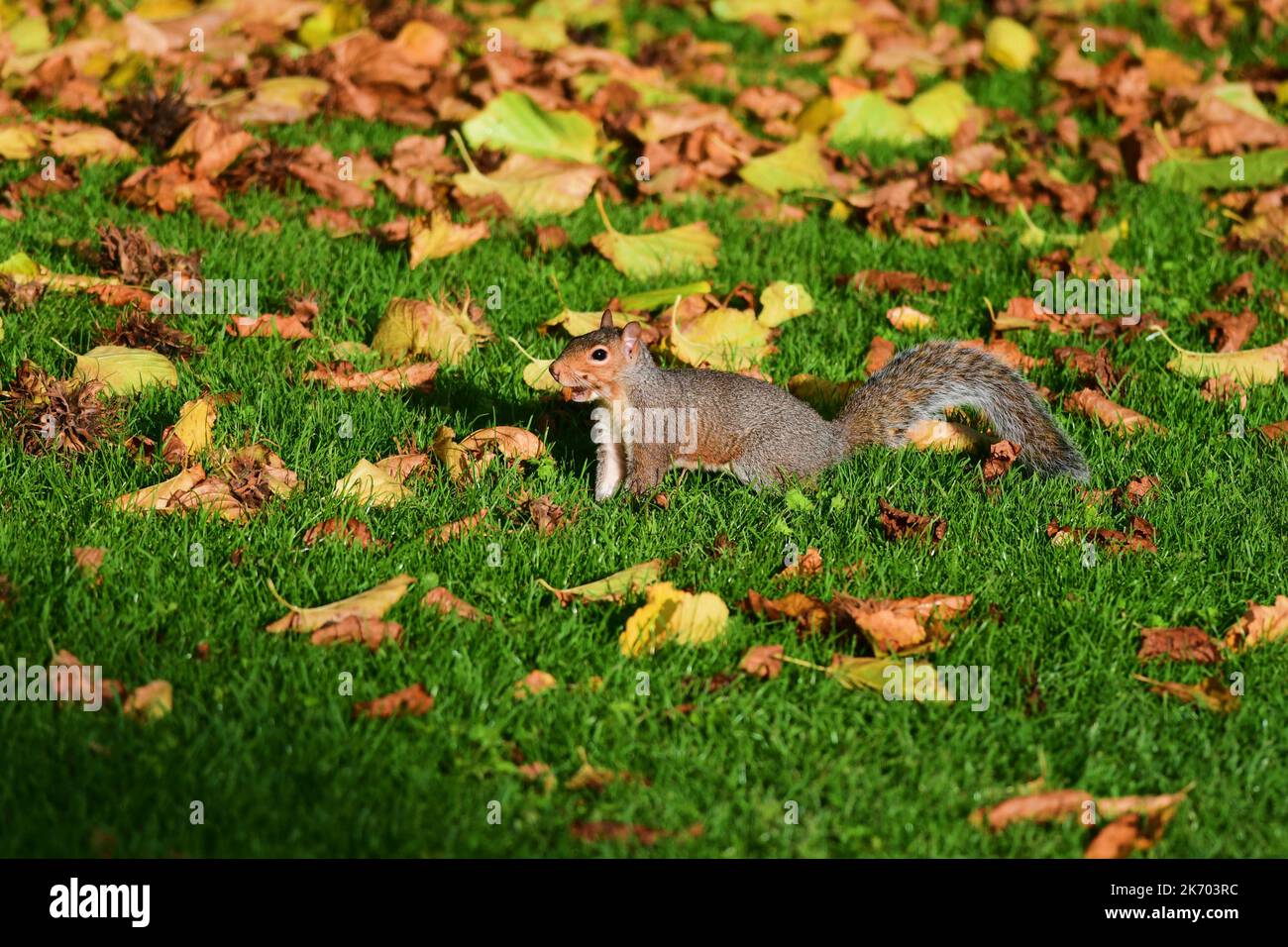 Squirrels scampering in leaves hi-res stock photography and images - Alamy