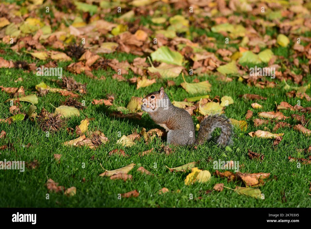 Grey Squirrel Sciurus carolinensis in Scottish woodland Stock Photo - Alamy
