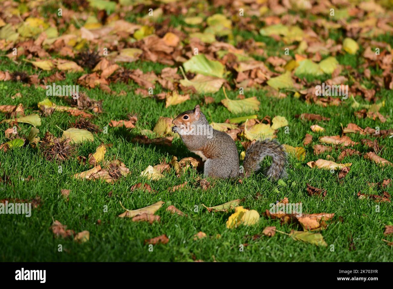 Squirrels scampering in leaves hi-res stock photography and images - Alamy