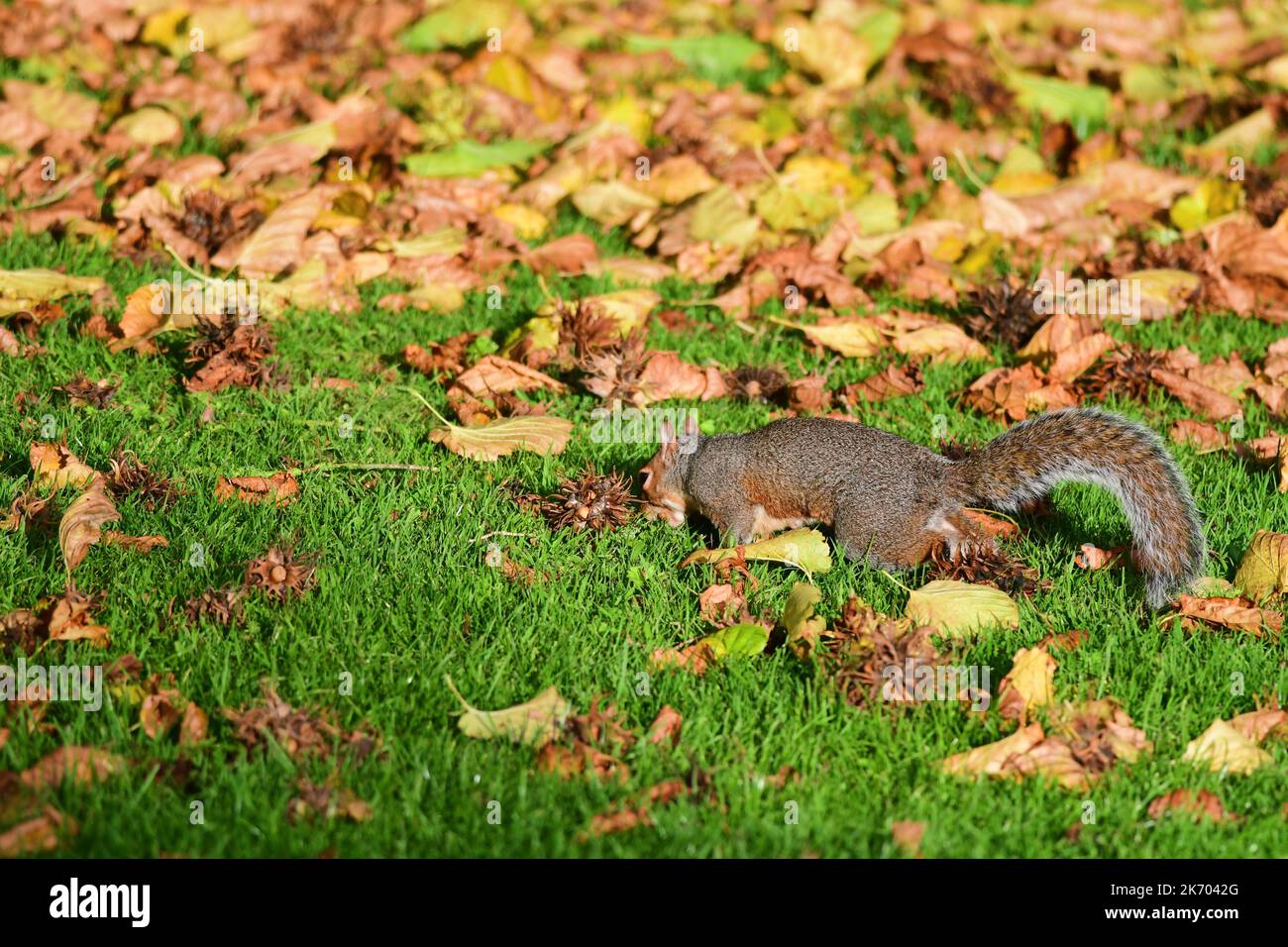 Grey Squirrel Sciurus carolinensis in Scottish woodland Stock Photo - Alamy