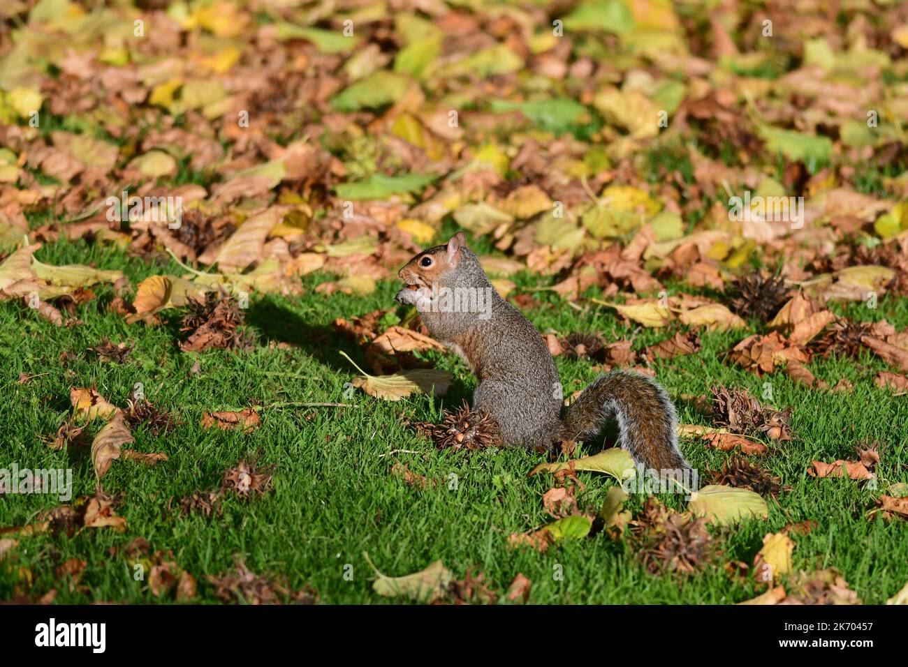 Grey Squirrel Sciurus carolinensis in Scottish woodland Stock Photo - Alamy