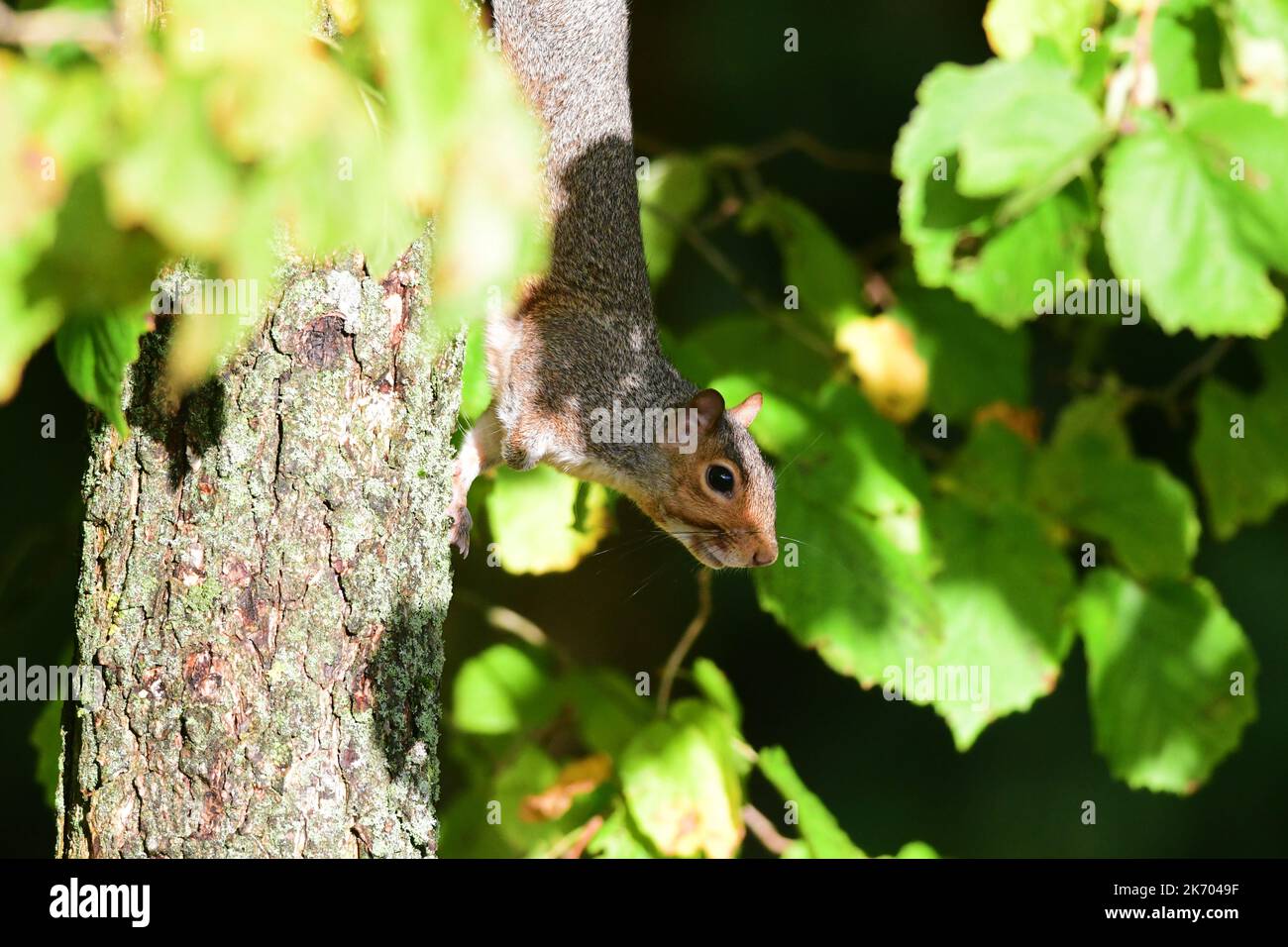 Grey Squirrel Sciurus carolinensis in Scottish woodland Stock Photo - Alamy