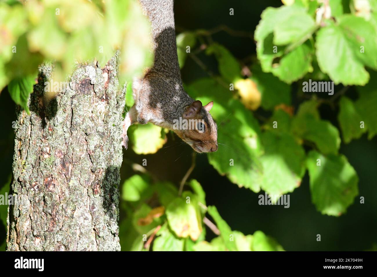 Squirrels scampering in leaves hi-res stock photography and images - Alamy