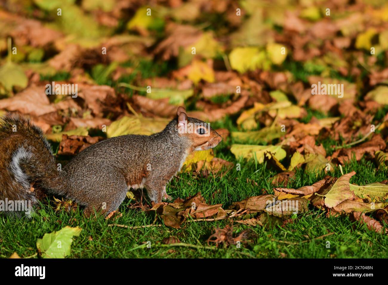Grey Squirrel Sciurus carolinensis in Scottish woodland Stock Photo - Alamy