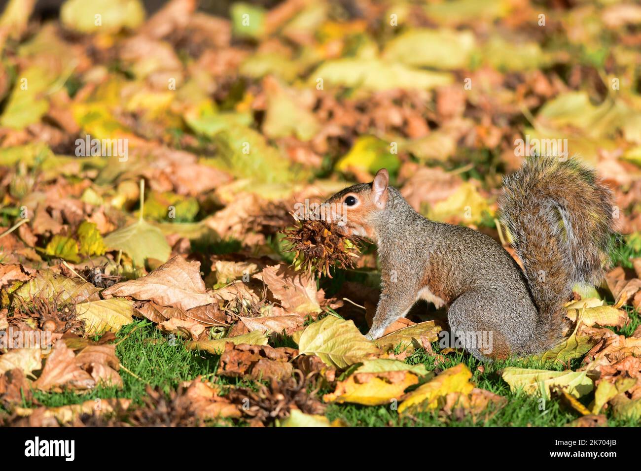 Squirrels scampering in leaves hi-res stock photography and images - Alamy