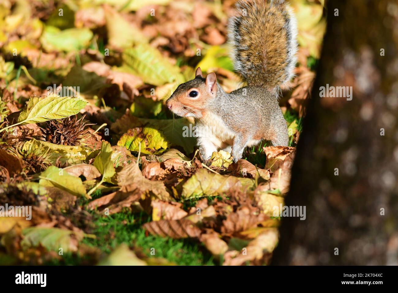 Squirrels scampering in leaves hi-res stock photography and images - Alamy