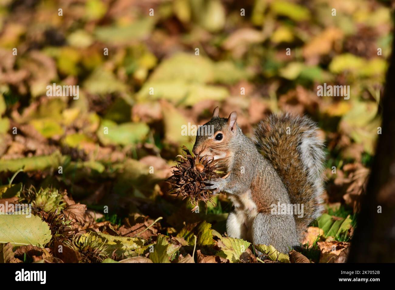 Squirrels scampering in leaves hi-res stock photography and images - Alamy