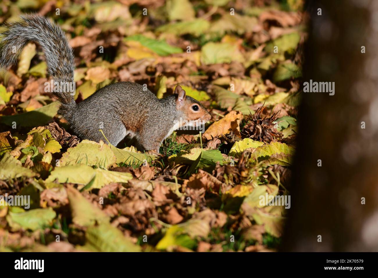 Squirrels scampering in leaves hi-res stock photography and images - Alamy