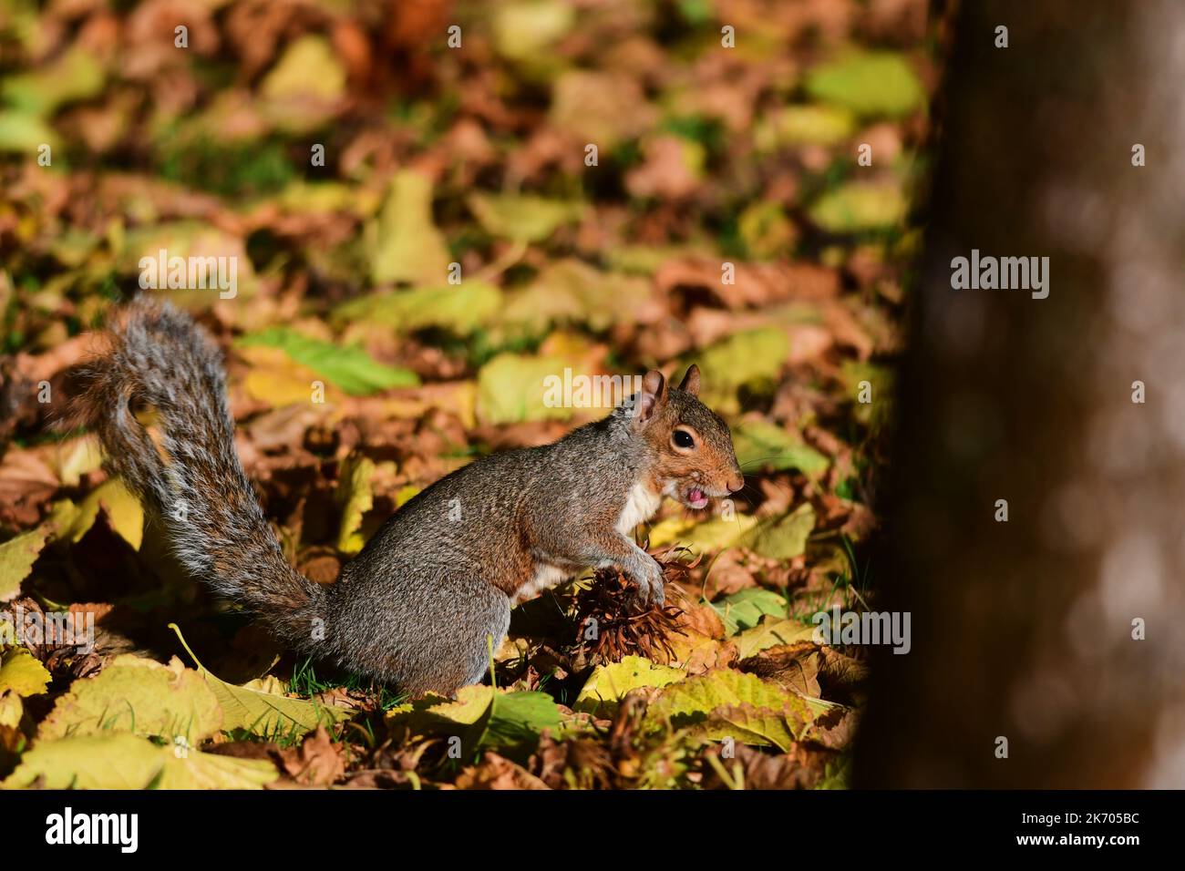 Squirrels scampering in leaves hi-res stock photography and images - Alamy