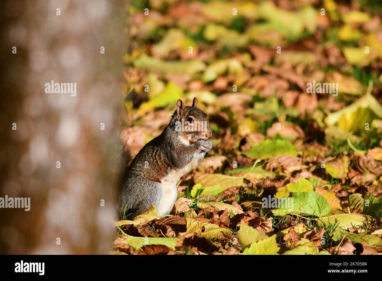 Squirrels scampering in leaves hi-res stock photography and images - Alamy