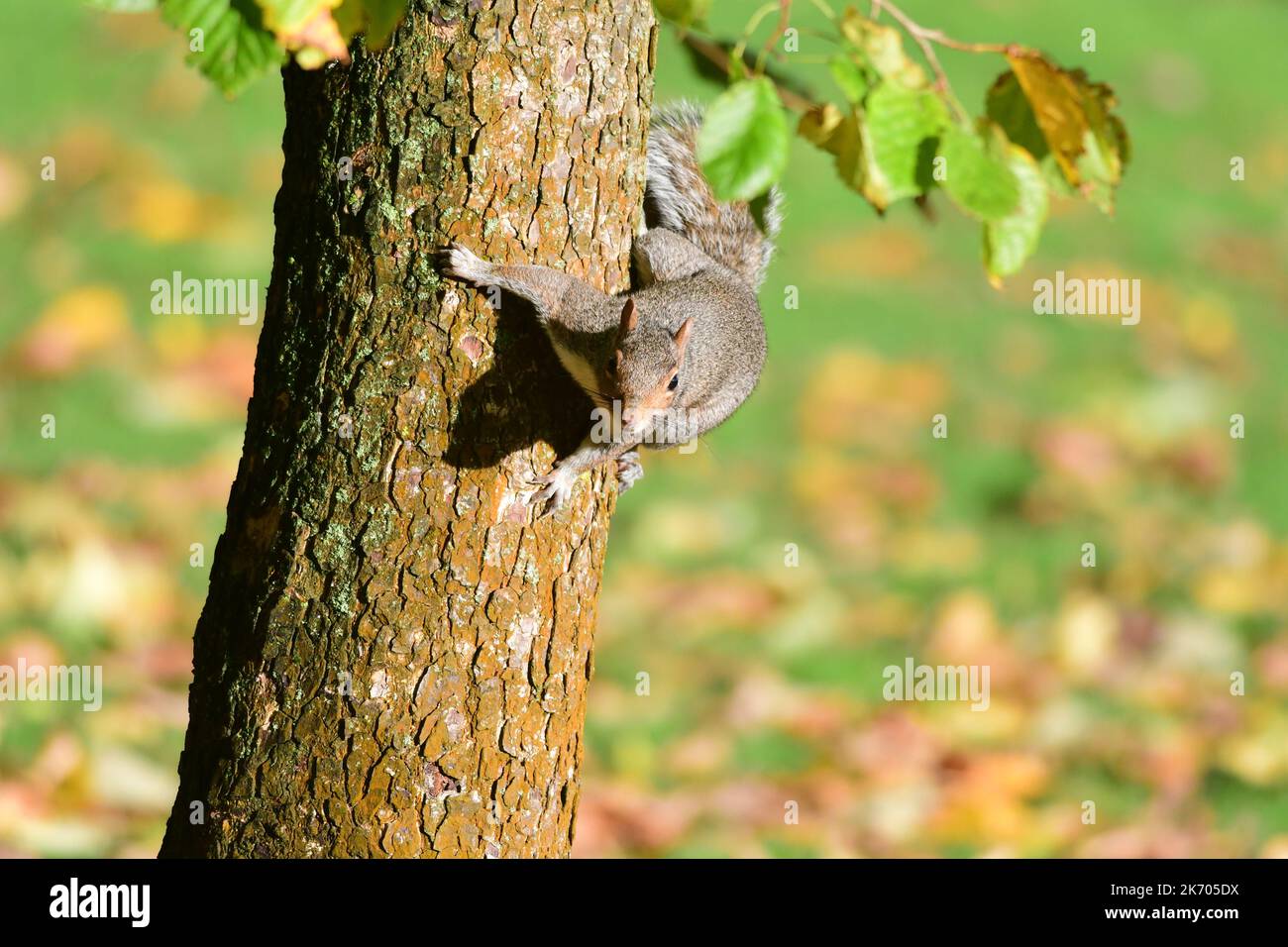 Squirrels scampering in leaves hi-res stock photography and images - Alamy