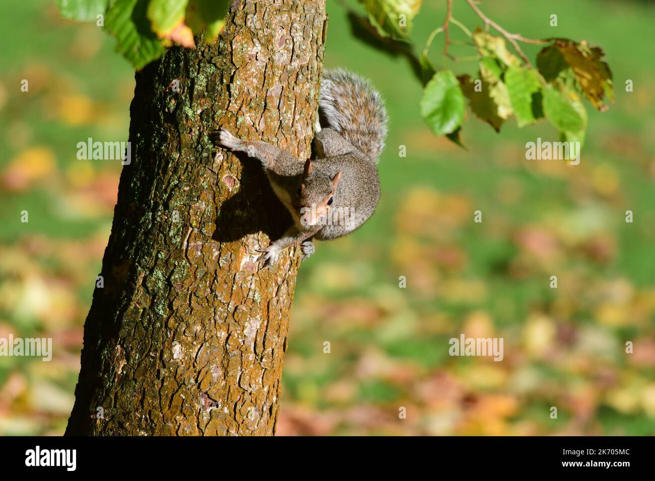 Squirrels scampering in leaves hi-res stock photography and images - Alamy