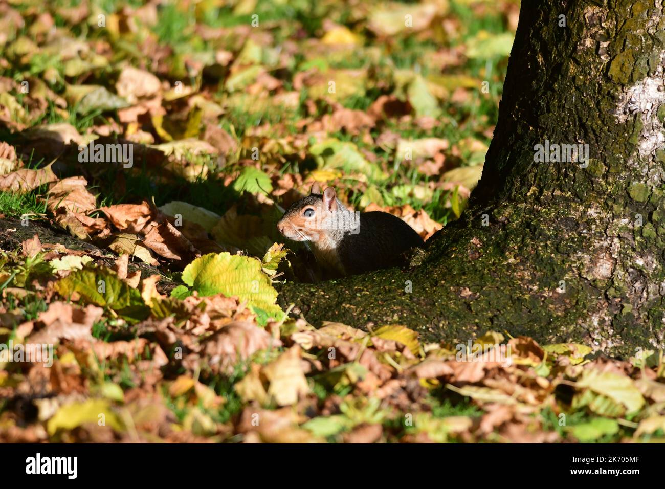 Squirrels scampering in leaves hi-res stock photography and images - Alamy