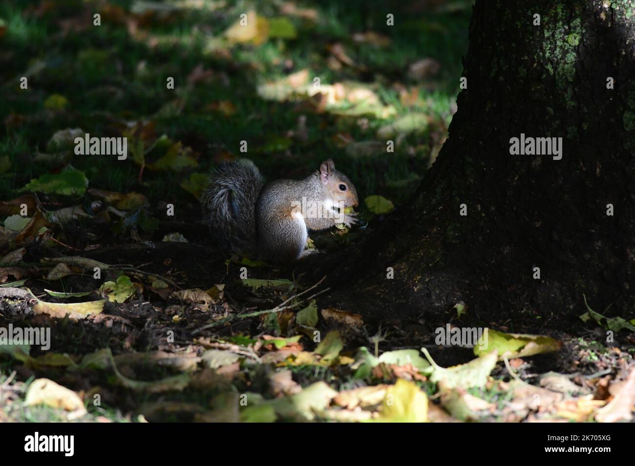 Squirrels scampering in leaves hi-res stock photography and images - Alamy