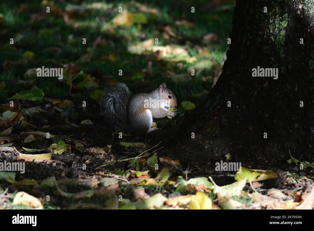 Squirrels scampering in leaves hi-res stock photography and images - Alamy