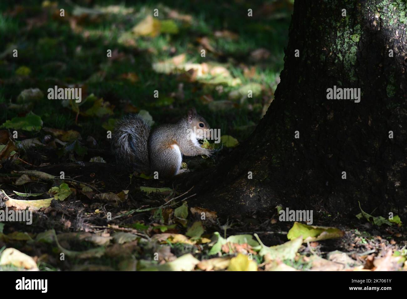 Grey Squirrel Sciurus carolinensis in Scottish woodland Stock Photo - Alamy
