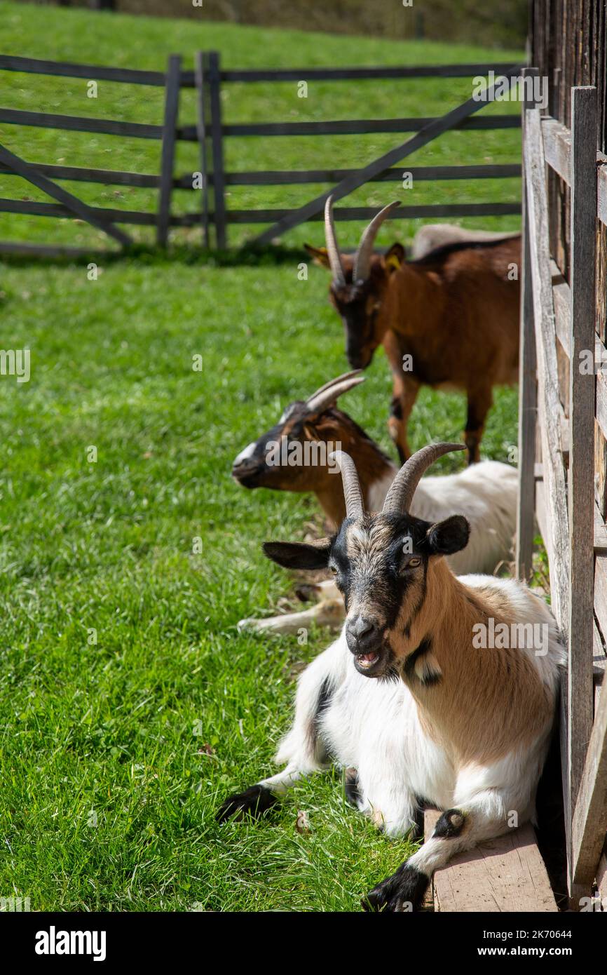 Goats on pasture by a wooden barn Stock Photo - Alamy