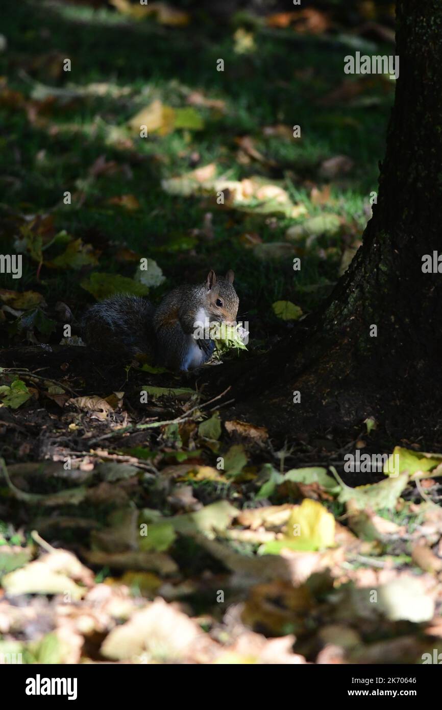 Squirrels scampering in leaves hi-res stock photography and images - Alamy