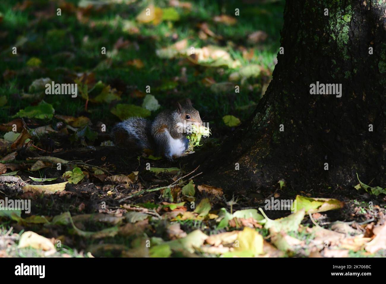 Squirrels scampering in leaves hi-res stock photography and images - Alamy
