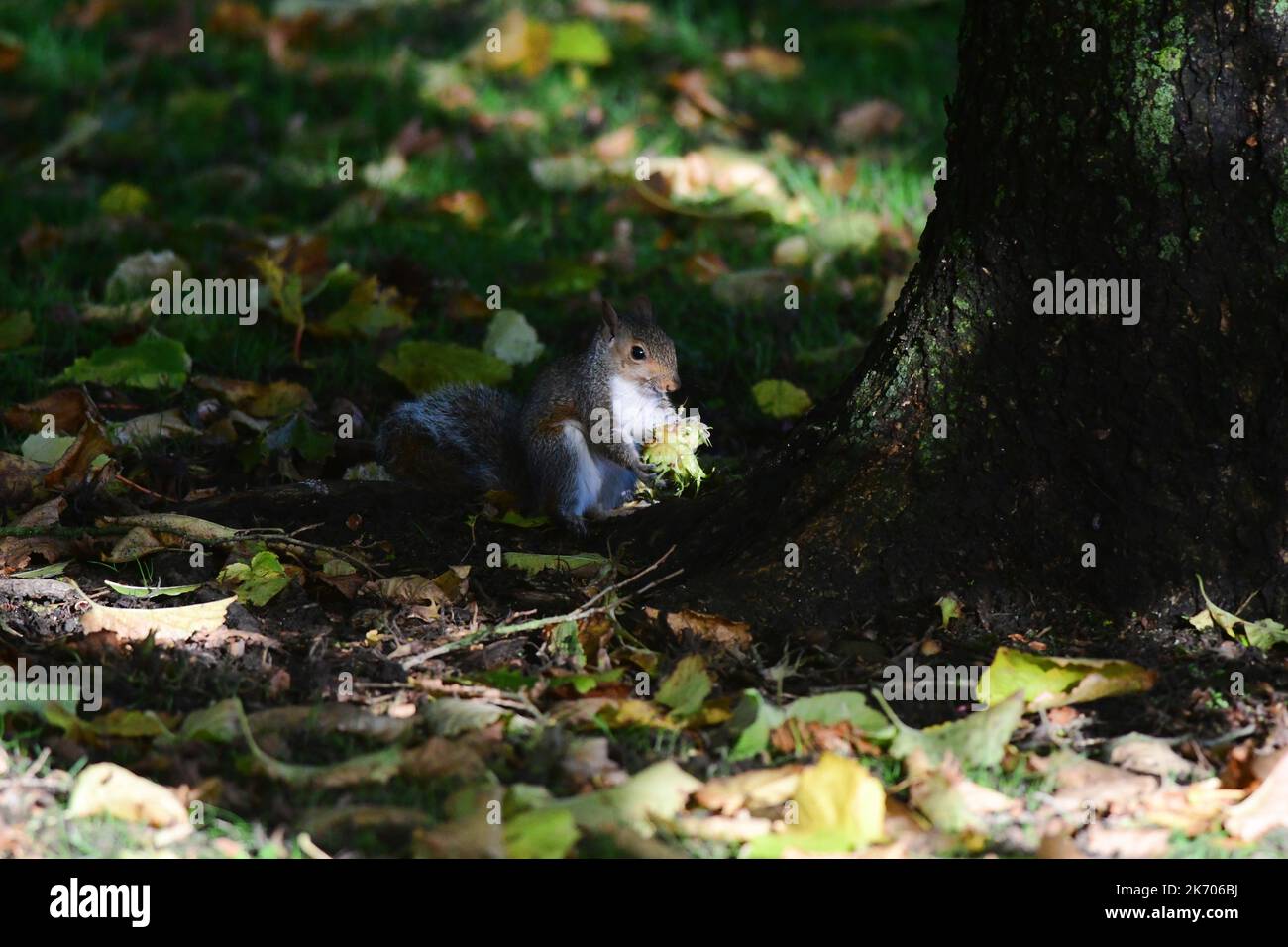 Grey Squirrel Sciurus carolinensis in Scottish woodland Stock Photo - Alamy