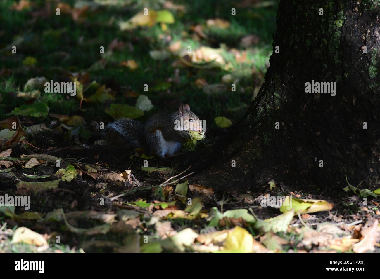 Squirrels scampering in leaves hi-res stock photography and images - Alamy