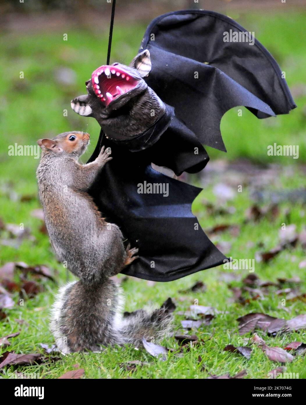 A SQUIRREL GOES BATS OVER A HALLOWEEN DECORATION IN A GARDEN AT FAREHAM ...