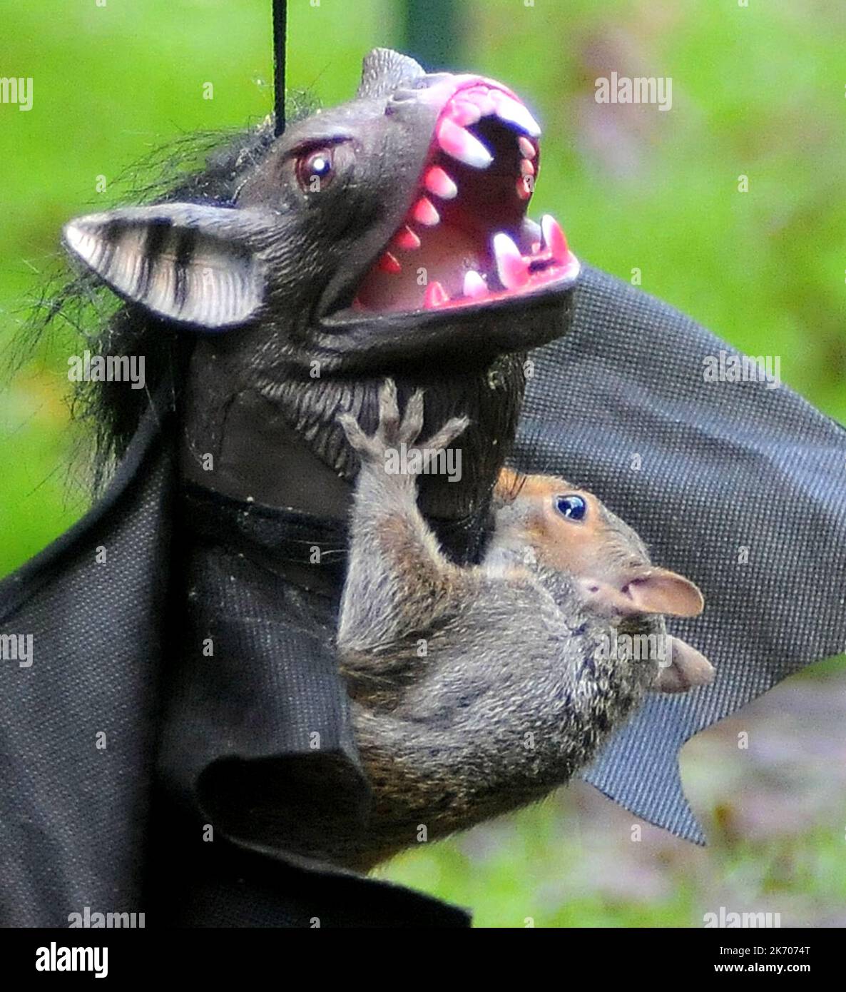 A SQUIRREL GOES BATS OVER A HALLOWEEN DECORATION IN A GARDEN AT FAREHAM ...