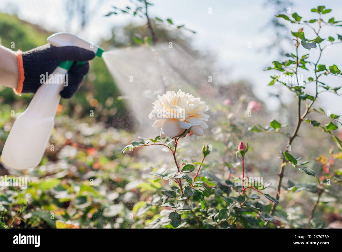 Gardener applies fertilizer on flowering rose. Spraying rose with ...