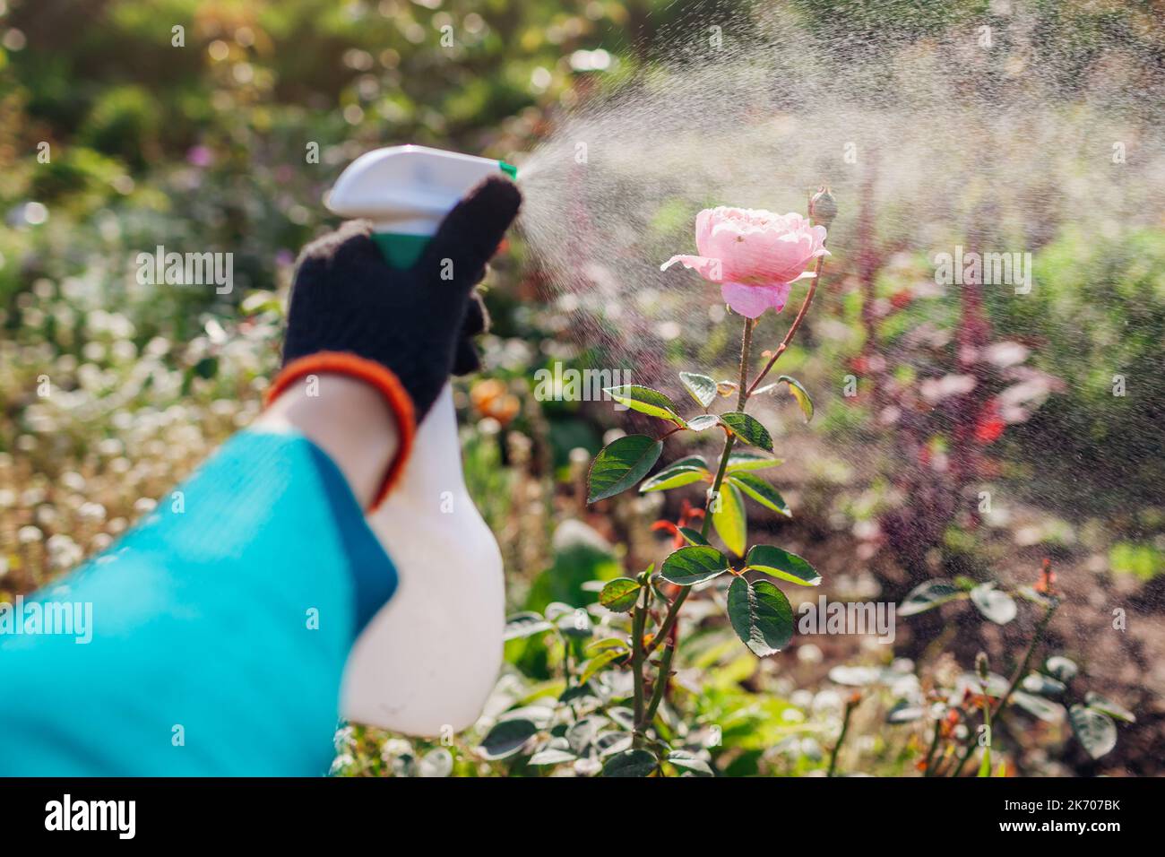 Protecting plants from fungus. Gardener sprays roses with fungicide in ...