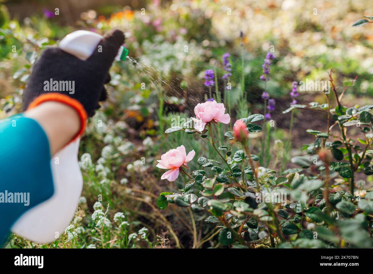 Gardener spraying blooming roses with fungicide and insecticide in ...
