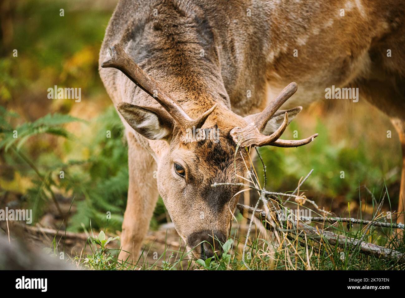 European wildlife hi-res stock photography and images - Alamy