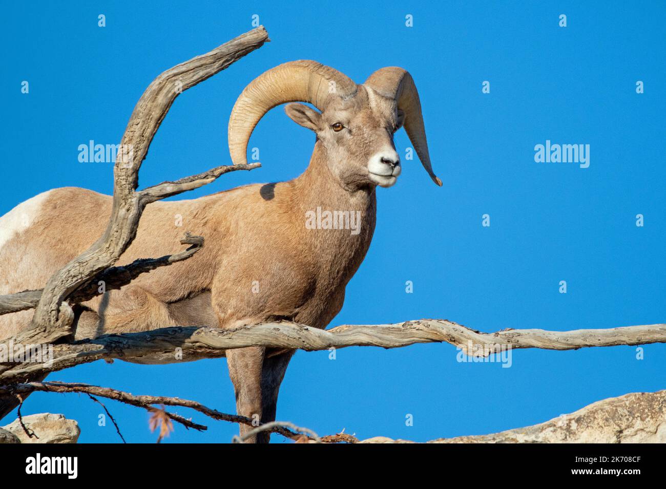 A bighorn ram looking over his domain Stock Photo - Alamy