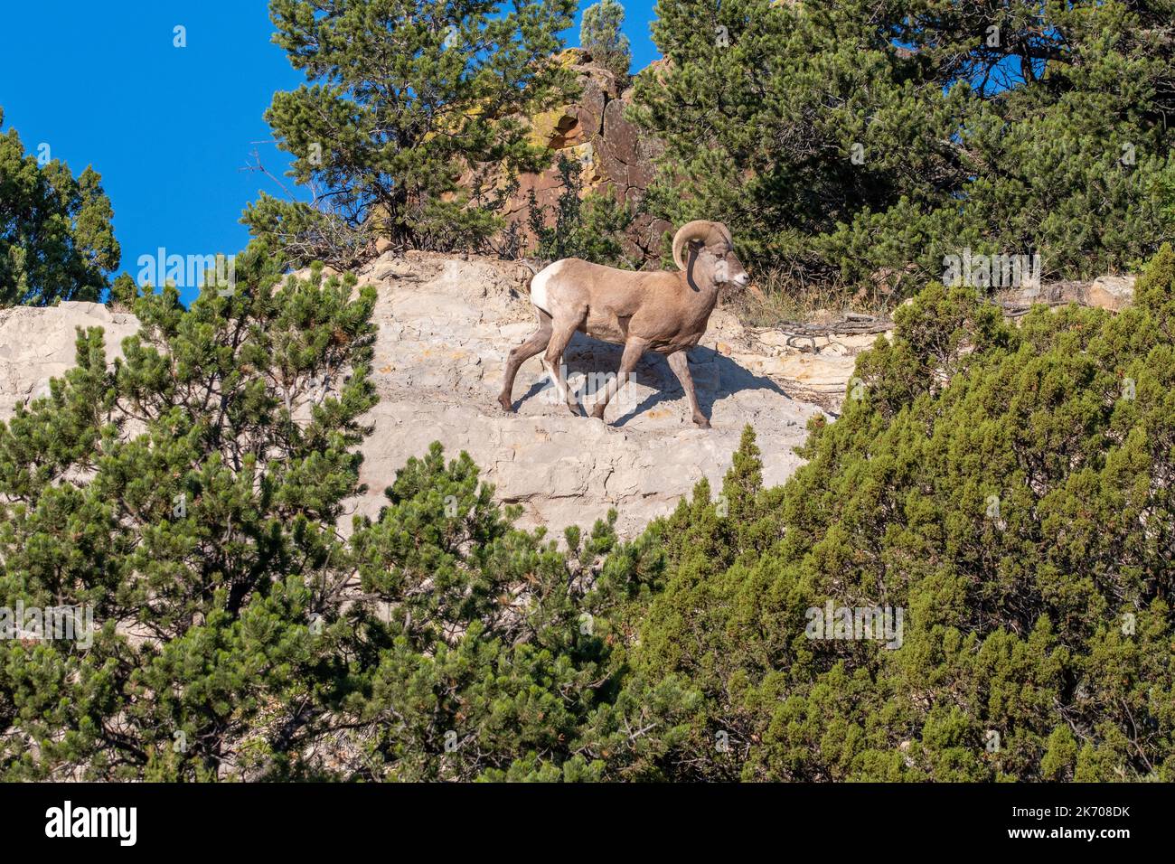 Rocky mountain bighorn ram with big horns hi-res stock photography and ...
