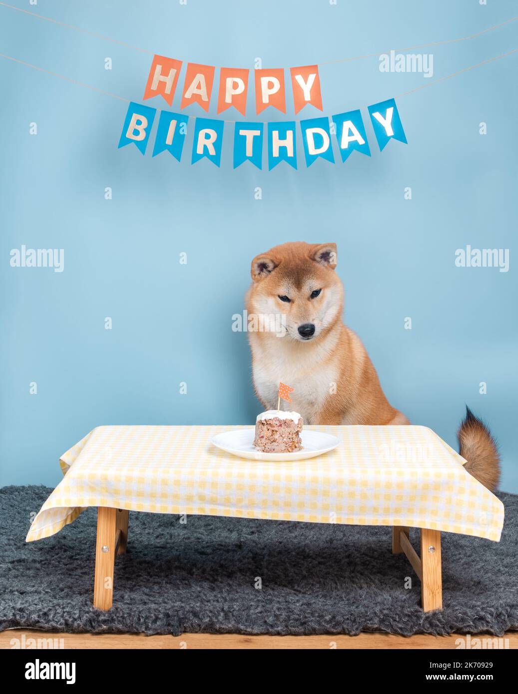 Red shiba inu 6 month old puppy is sitting in frint of his Birthday ...
