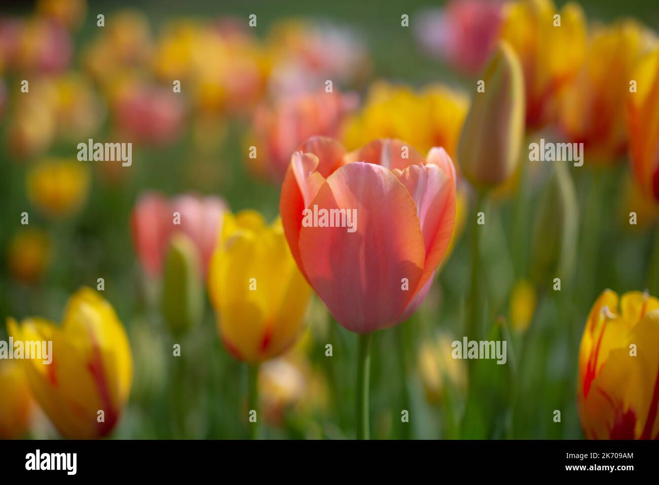 Beautiful colorful tulips flower in spring time garden Stock Photo - Alamy